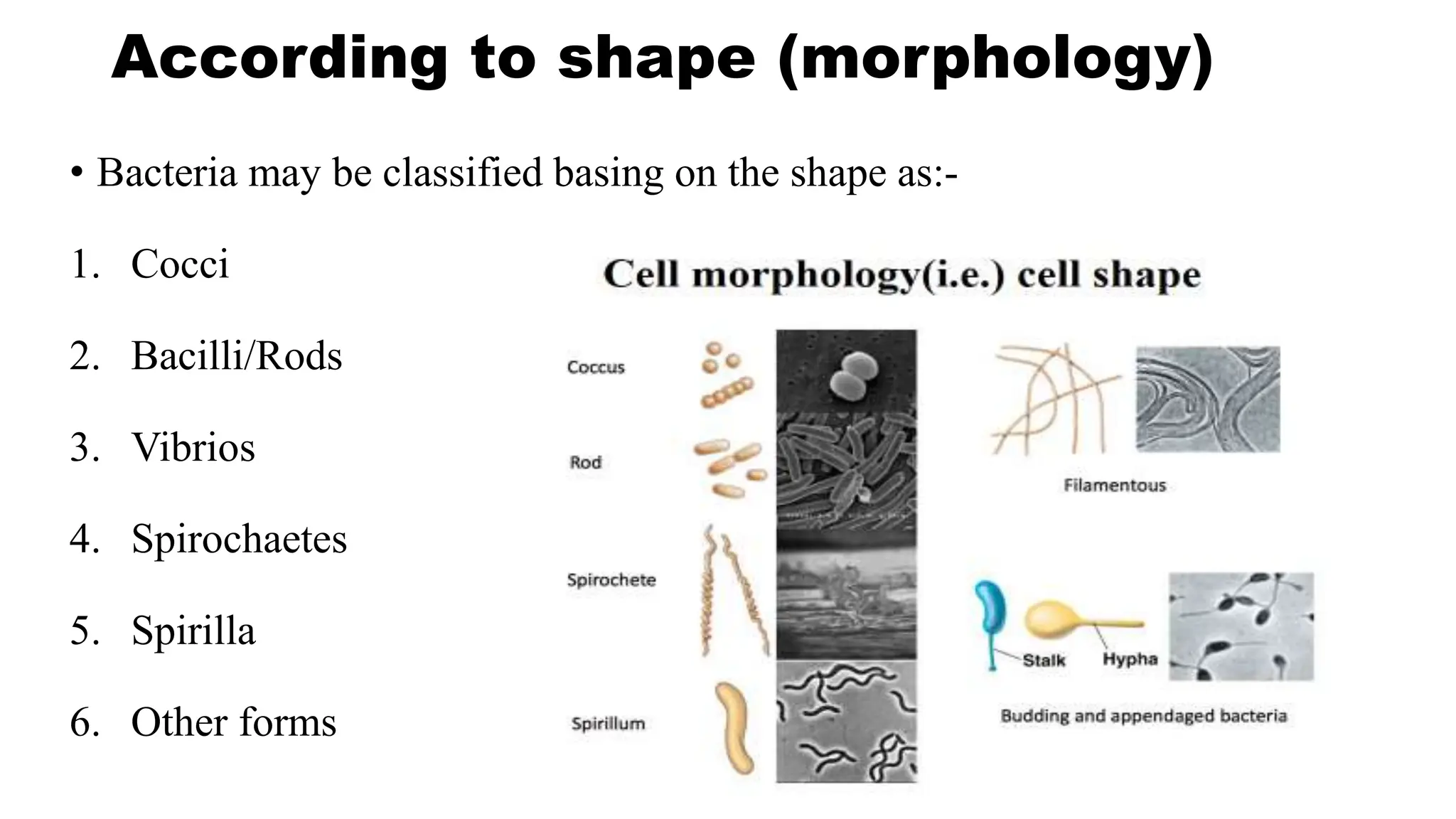 CLASSIFICATION OF BACTERIA FOR STUDENTS.pptx