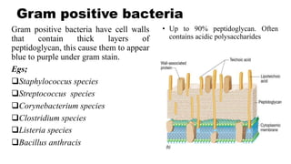 CLASSIFICATION OF BACTERIA FOR STUDENTS.pptx
