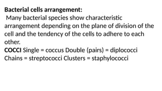 CLASSIFICATION OF BACTERIA.pptx about bacteria | PPTX