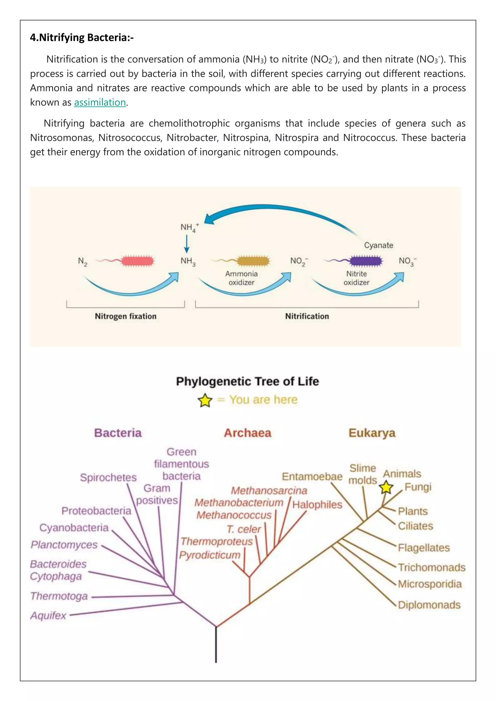 Bergye's Mannual Classification of Bacteria | DOCX