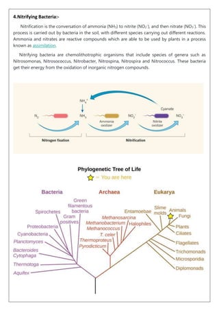 Bergye's Mannual Classification of Bacteria | DOCX