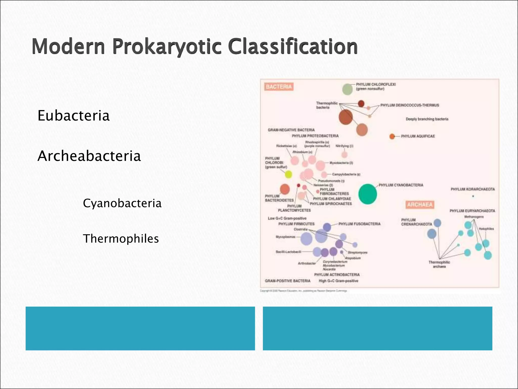 Classification of Bacteria Clinically Relevant Bacteria 092410.ppt