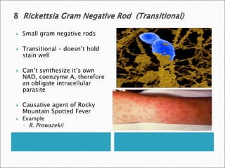 Classification of Bacteria Clinically Relevant Bacteria 092410.ppt