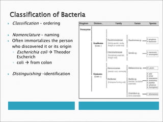 Classification of Bacteria Clinically Relevant Bacteria 092410.ppt