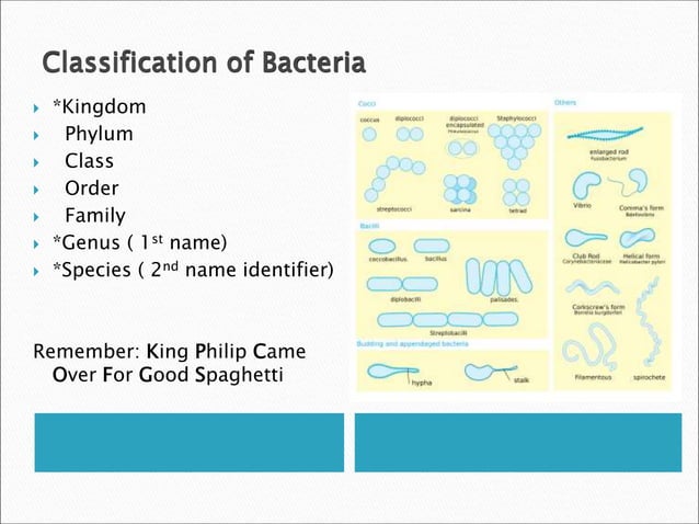 Classification of Bacteria Clinically Relevant Bacteria 092410.ppt