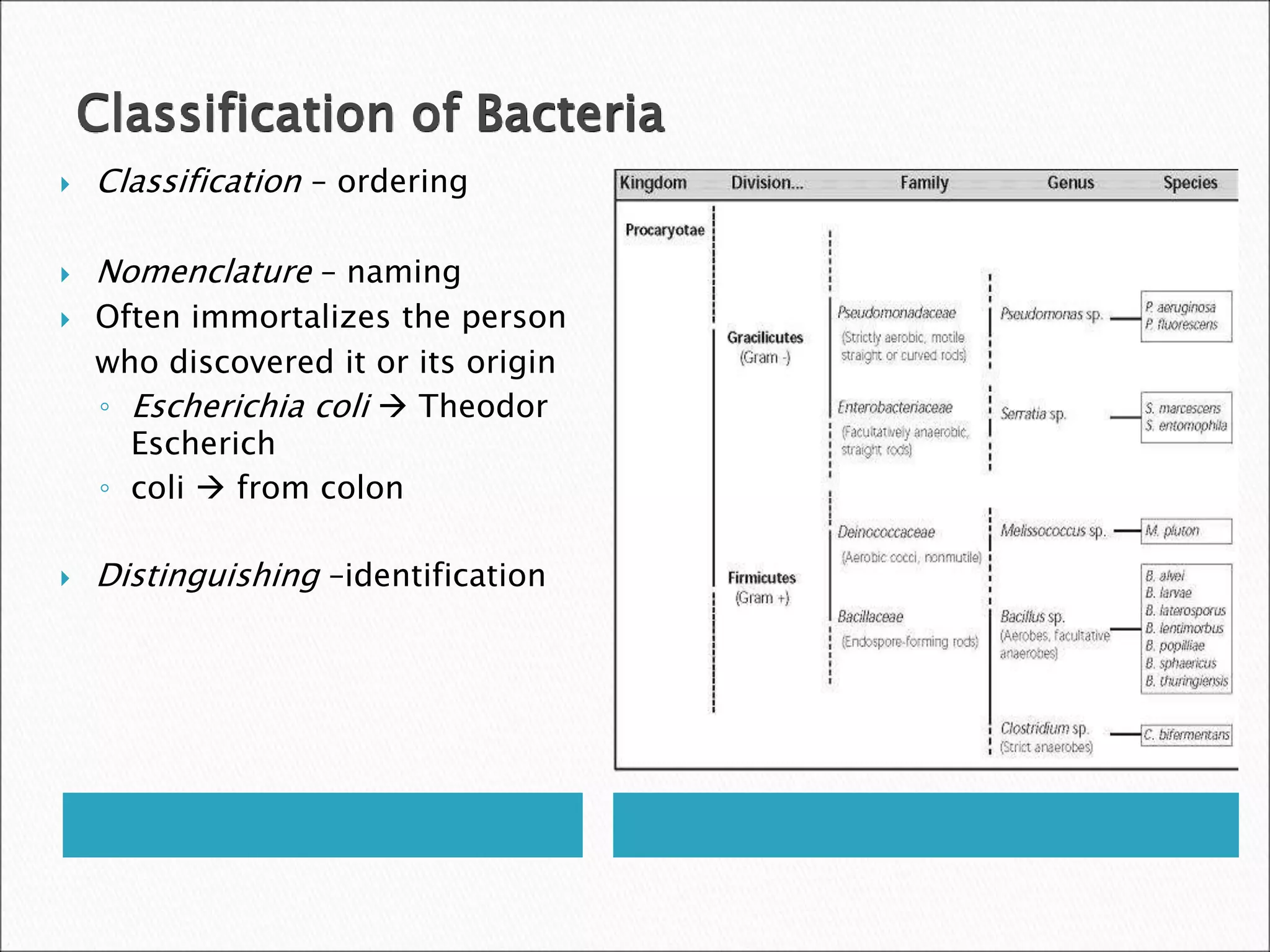 Classification of Bacteria Clinically Relevant Bacteria 092410.ppt