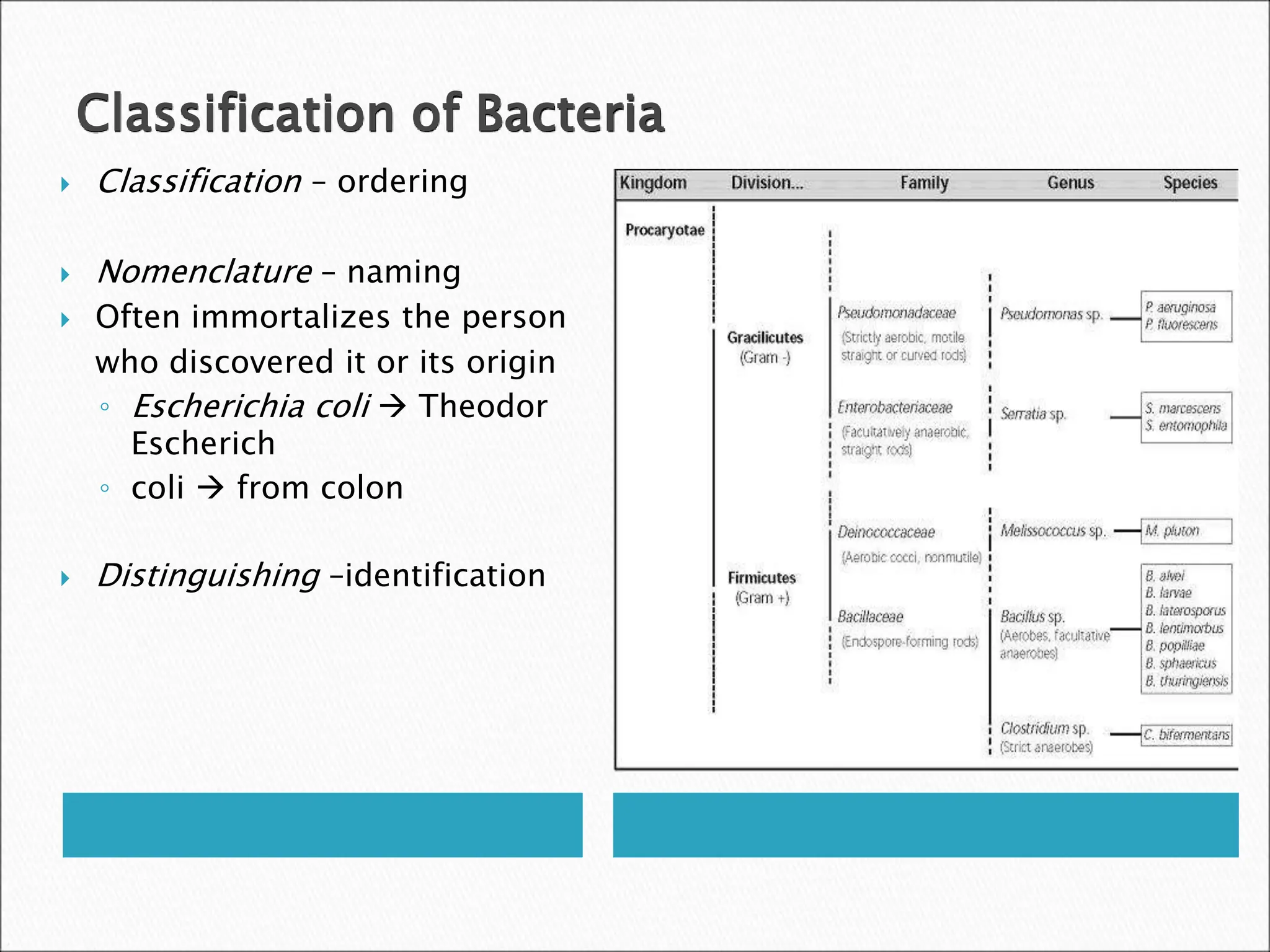 Classification of Bacteria Clinically Relevant Bacteria 092410 (1).ppt
