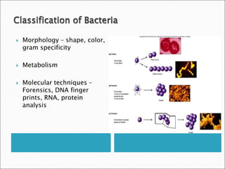 Classification of Bacteria Clinically Relevant Bacteria 092410 (1).ppt