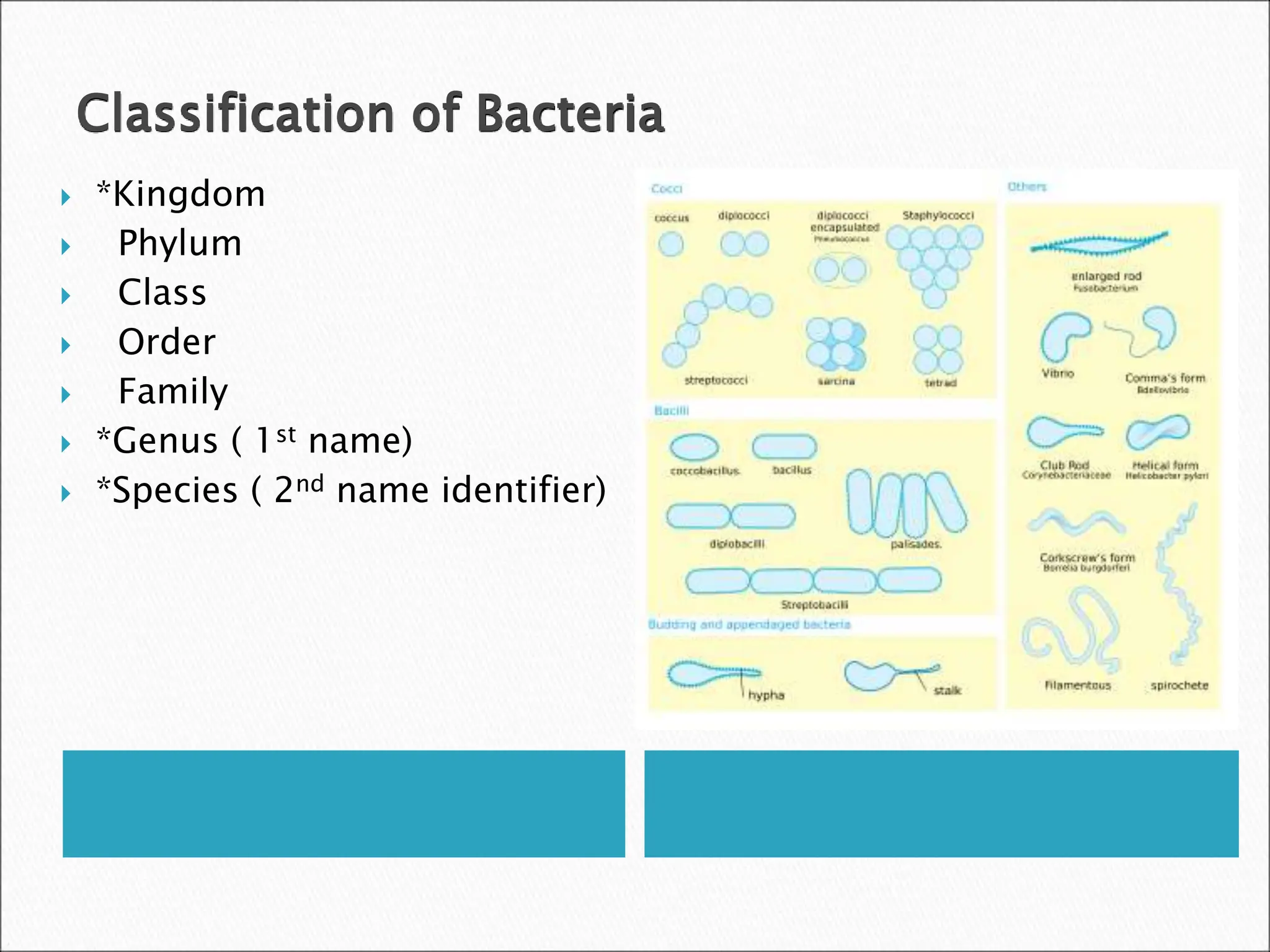 Classification_of_Bacteria_Clinically_Relevant_Bacteria_2nd_yr_MLT.pptx.ppt