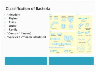 Classification_of_Bacteria_Clinically_Relevant_Bacteria_2nd_yr_MLT.pptx.ppt