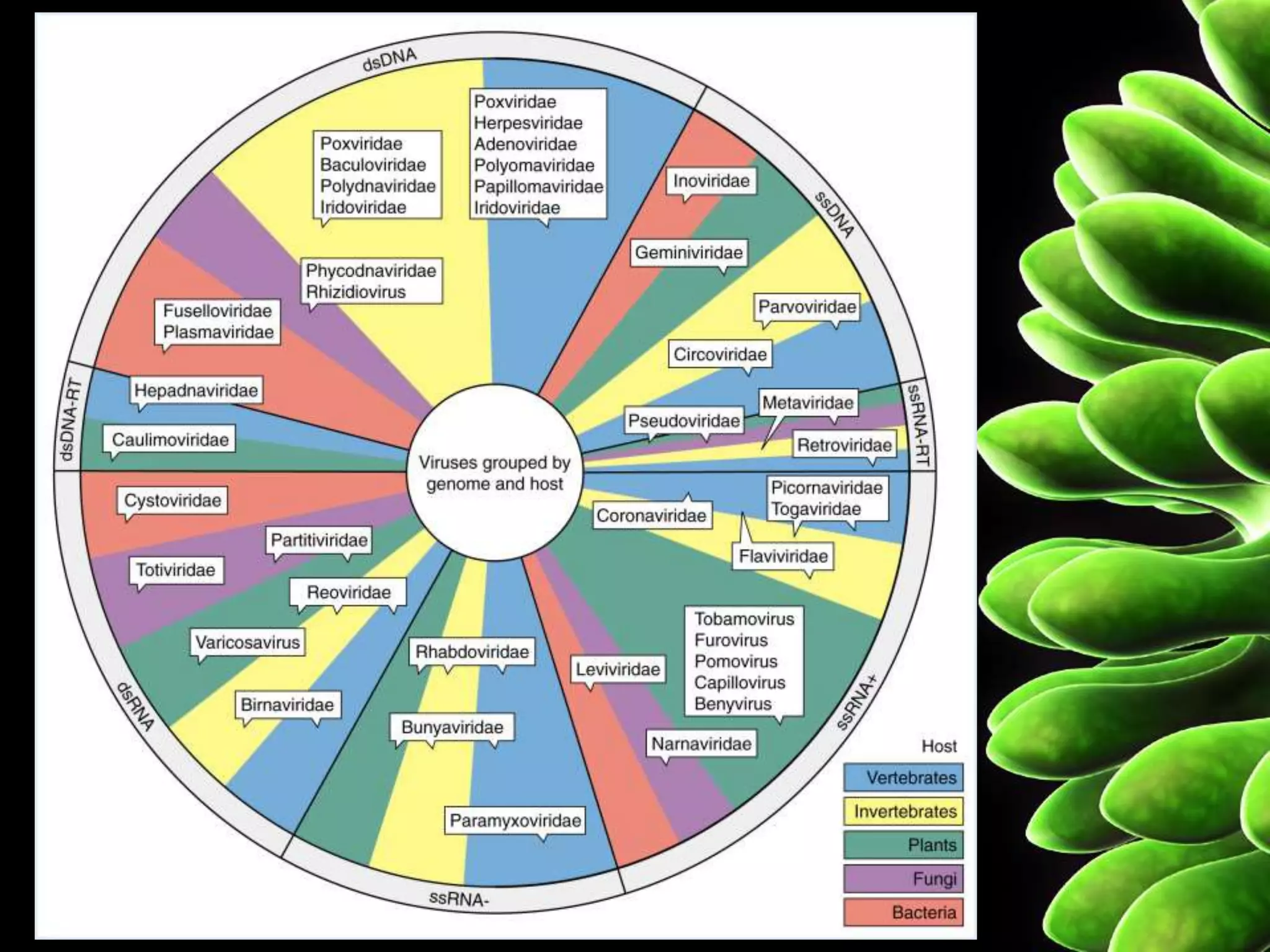 Classification of bacteria n virus | PPTX