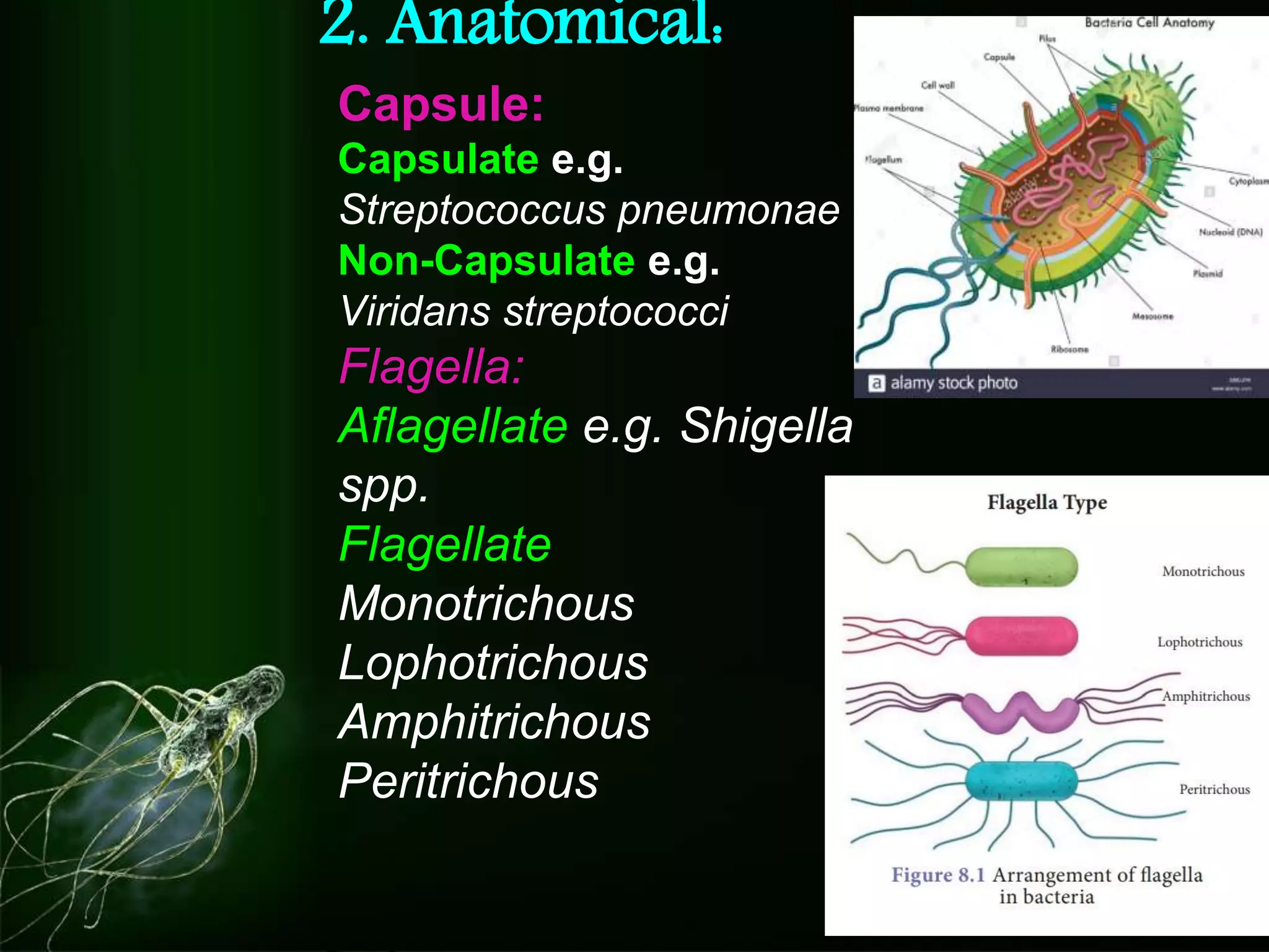 Classification of bacteria n virus | PPTX
