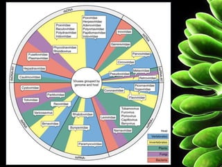 Classification of bacteria n virus | PPT