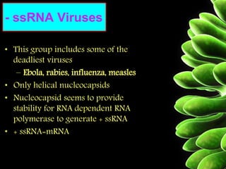 Classification of bacteria n virus | PPT