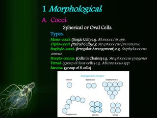 Classification of bacteria n virus | PPT