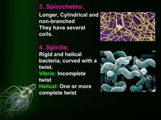 Classification of bacteria n virus | PPT