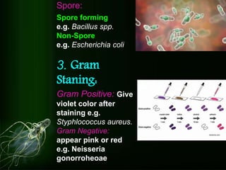 Classification of bacteria n virus | PPT