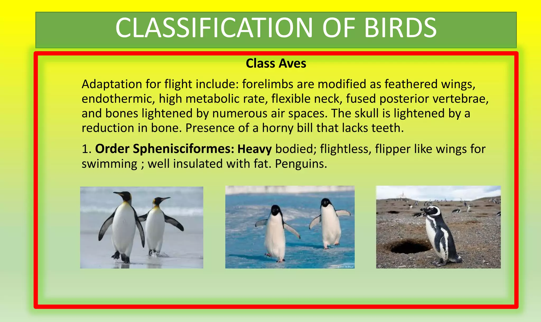Classification of birds | PDF