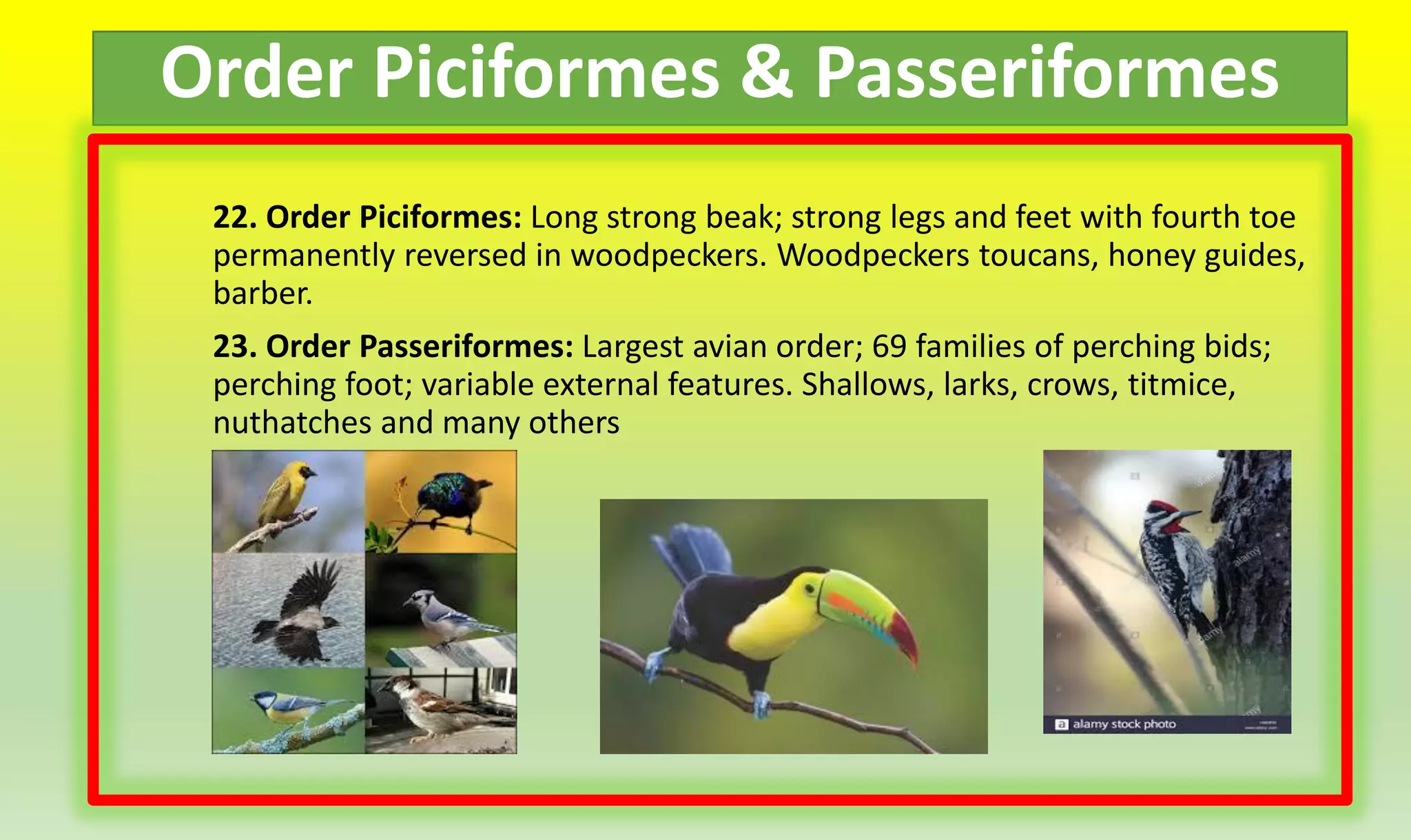 Classification of birds | PDF