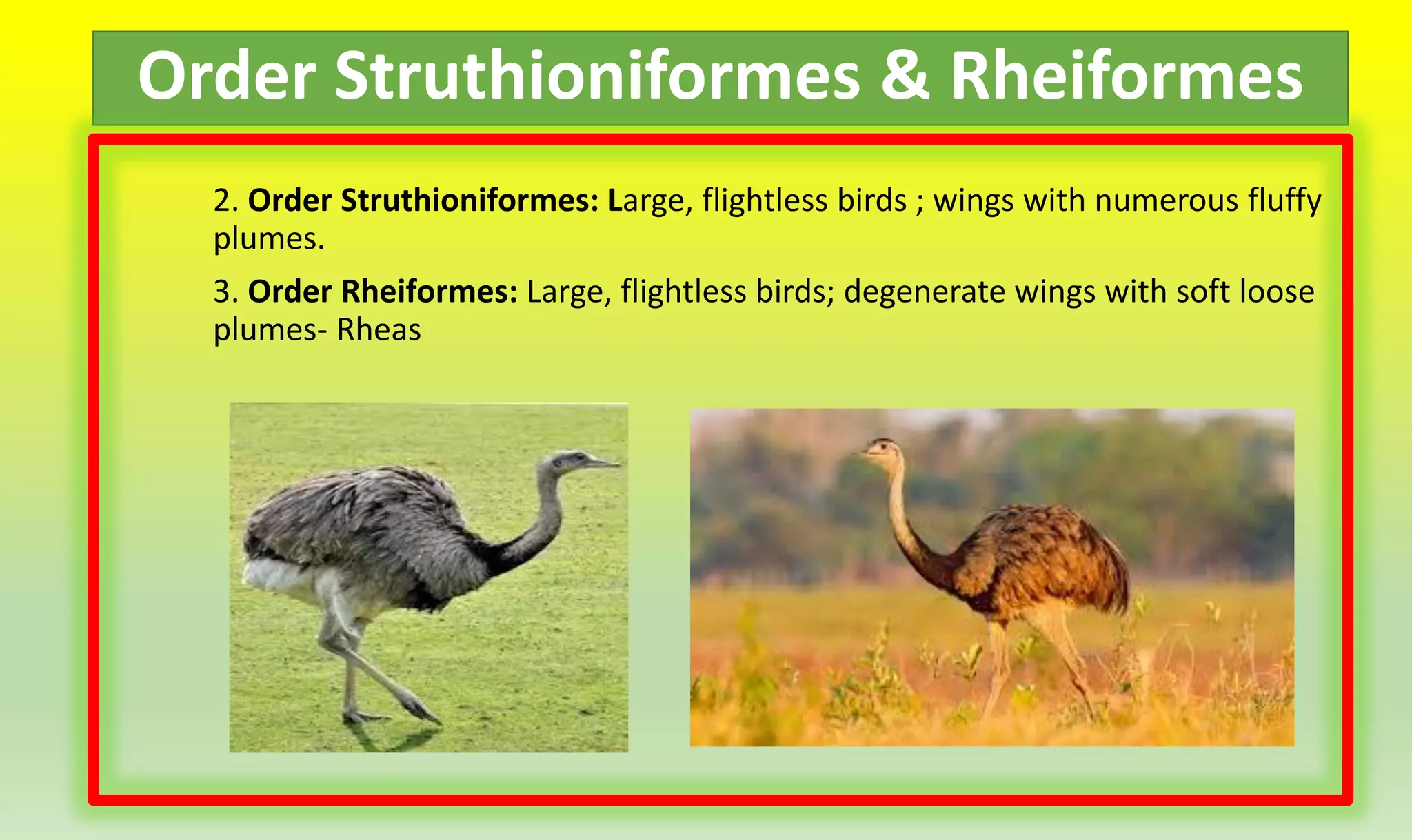 Classification of birds | PDF