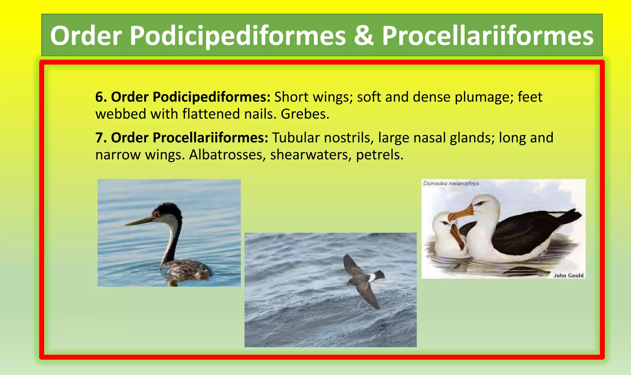 Classification of birds | PDF