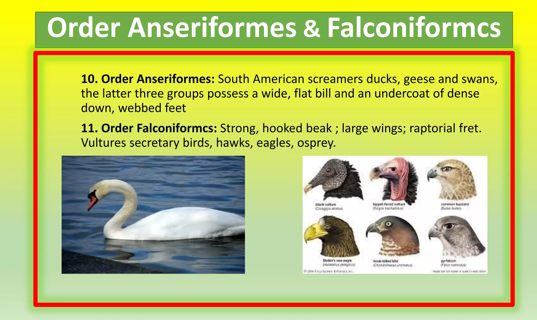 Classification of birds | PDF