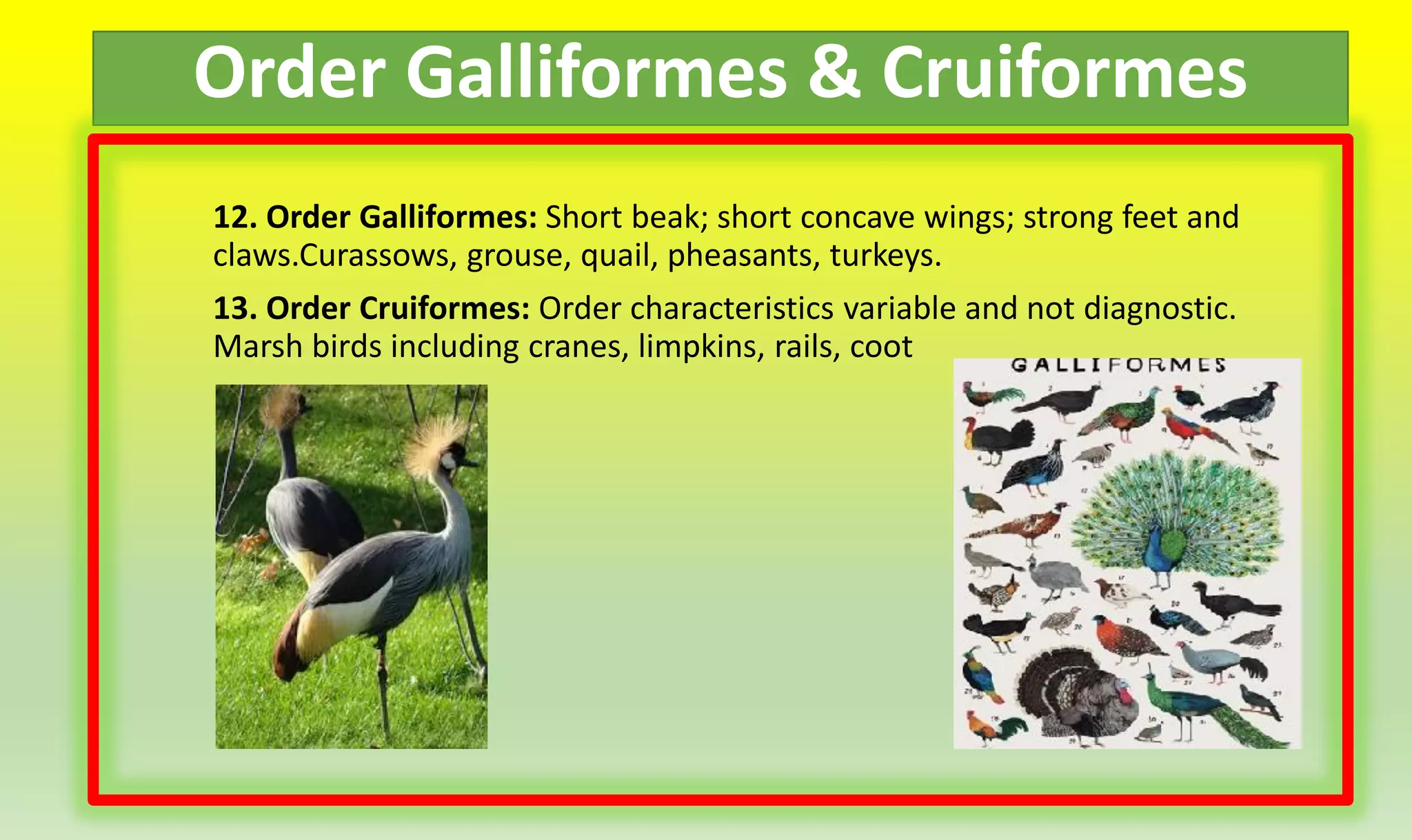 Classification of birds | PDF