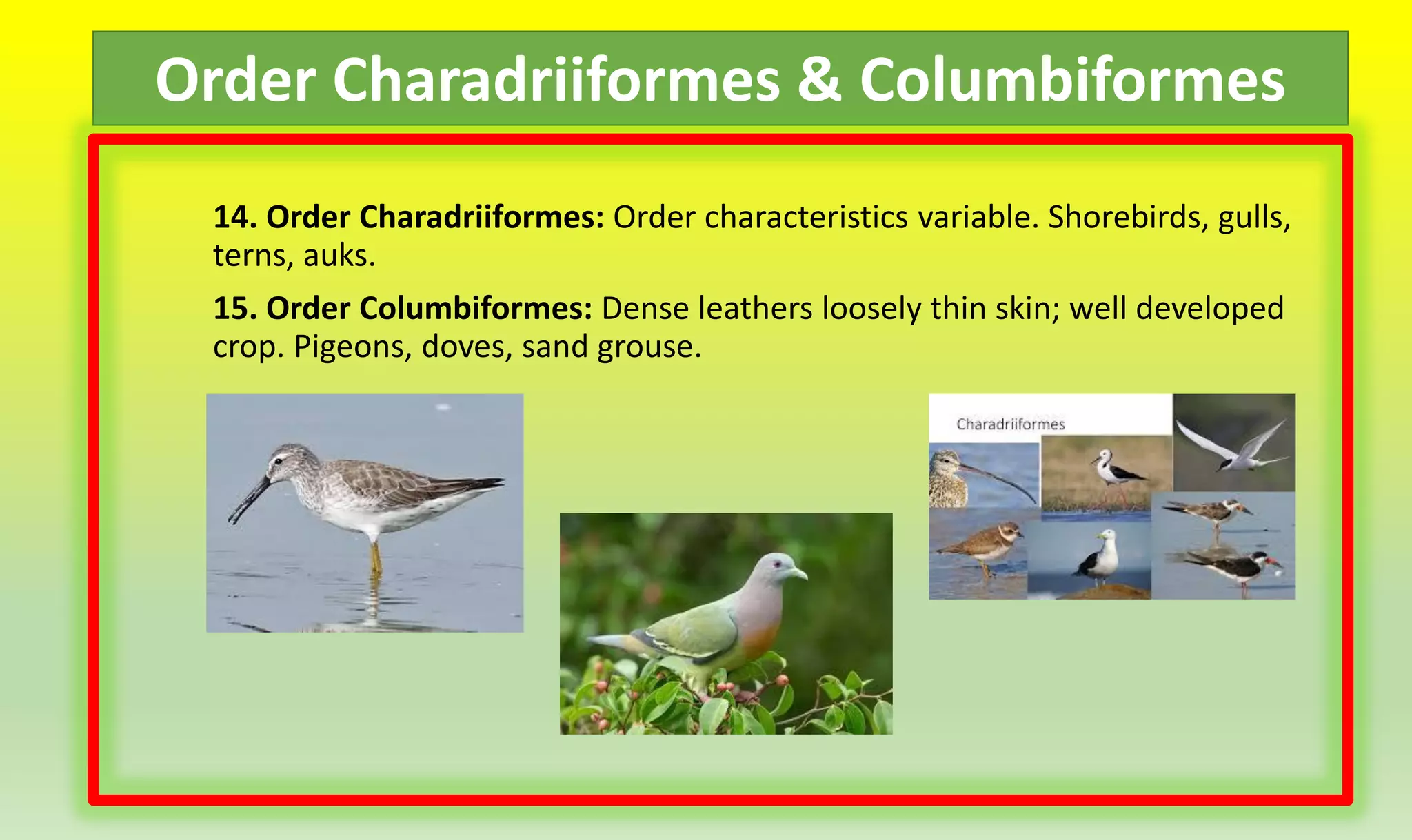 Classification of birds | PDF