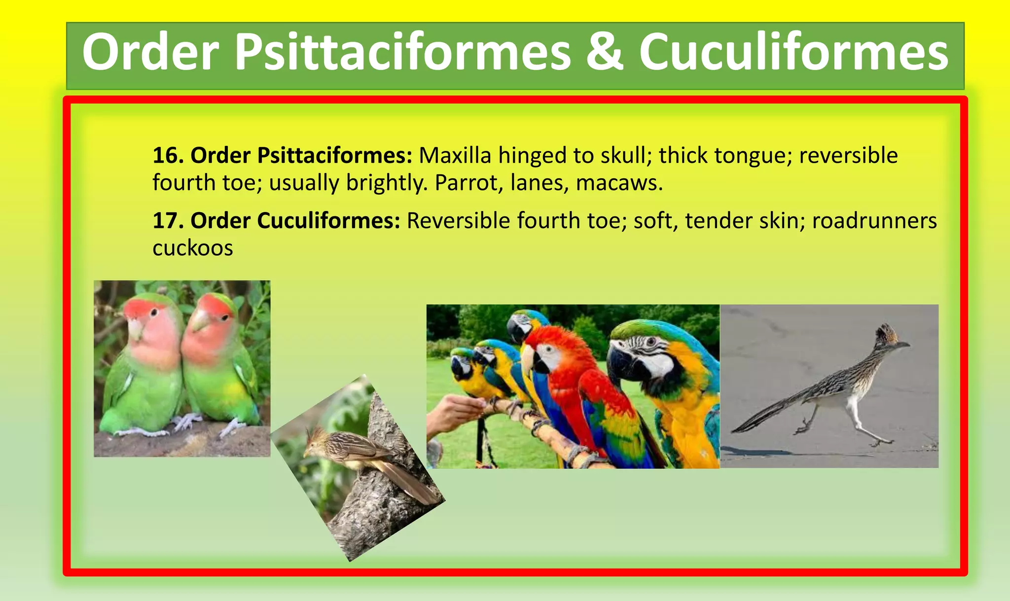 Classification of birds | PDF