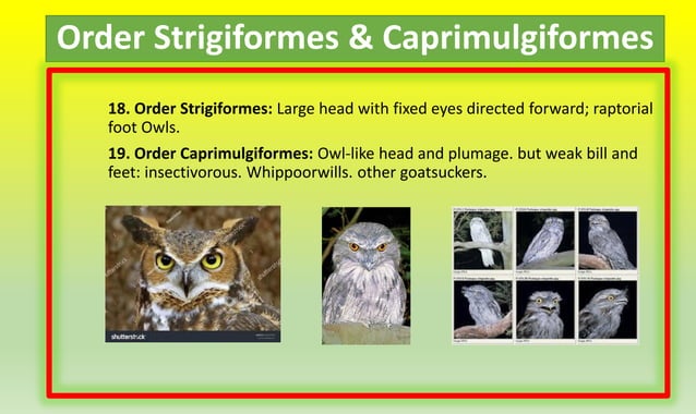 Classification of birds | PDF | Birdwatching | Hobbies & Interests