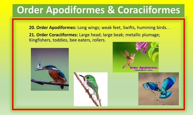 Classification of birds | PDF | Birdwatching | Hobbies & Interests