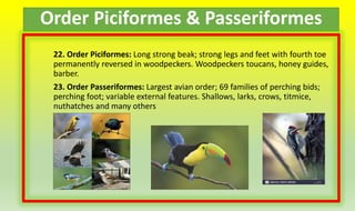 Classification of birds | PDF