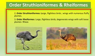 Classification of birds | PDF