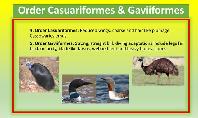 Classification of birds | PDF | Birdwatching | Hobbies & Interests