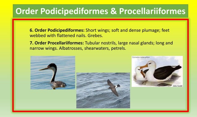 Classification of birds | PDF | Birdwatching | Hobbies & Interests