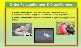 Classification of birds | PDF