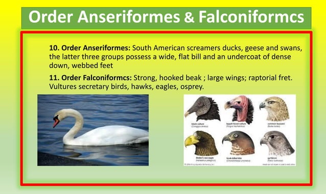 Classification of birds | PDF | Birdwatching | Hobbies & Interests