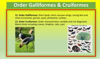 Classification of birds | PDF