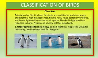 Classification Of Birds