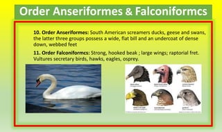 Classification Of Birds