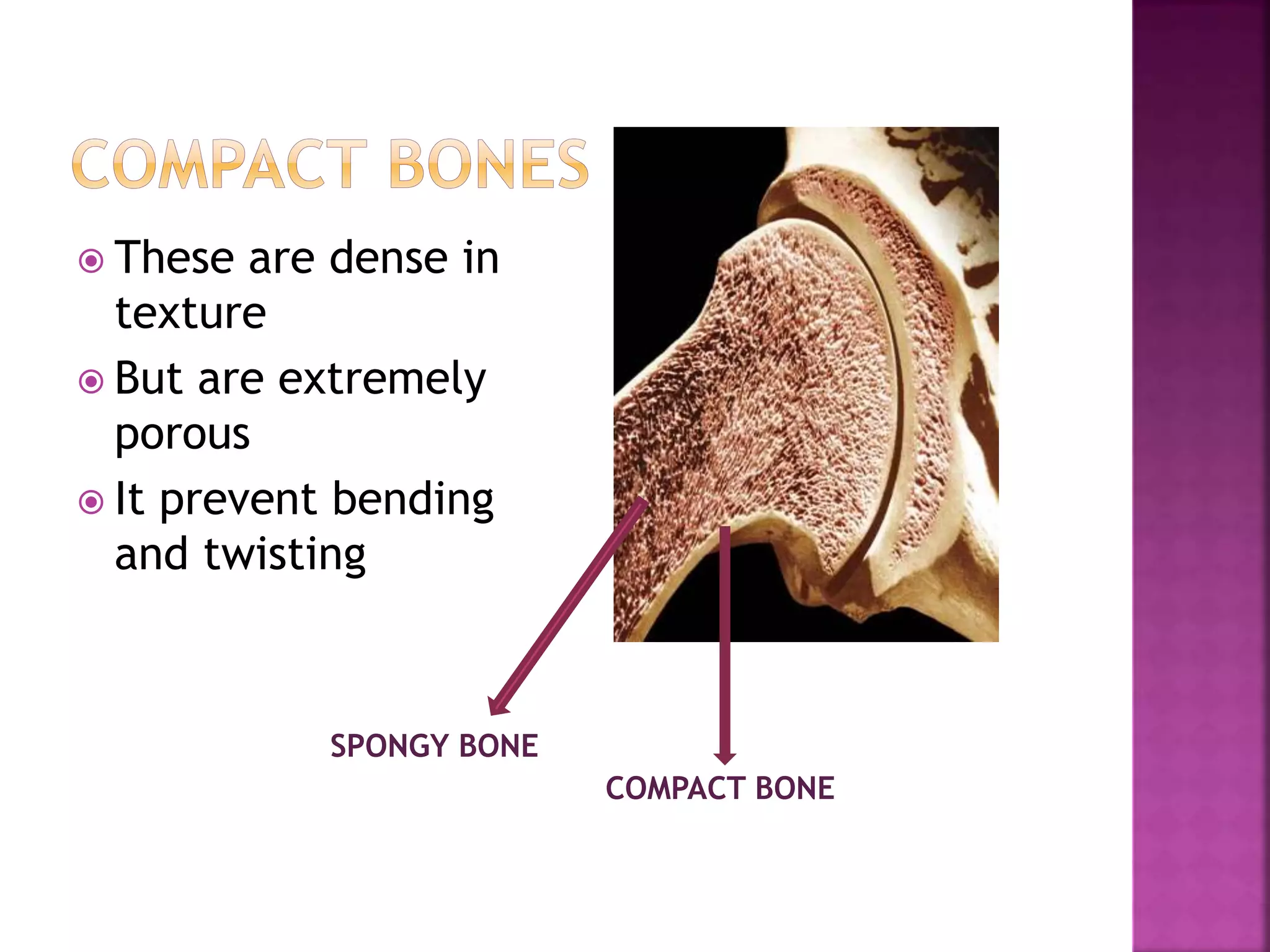 Bones and its classification | PPTX