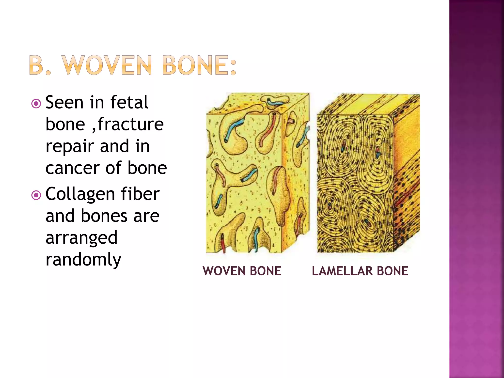 Bones and its classification | PPTX