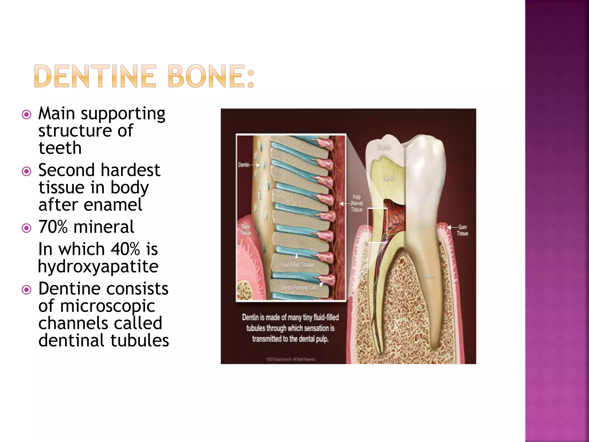 Bones and its classification | PPTX