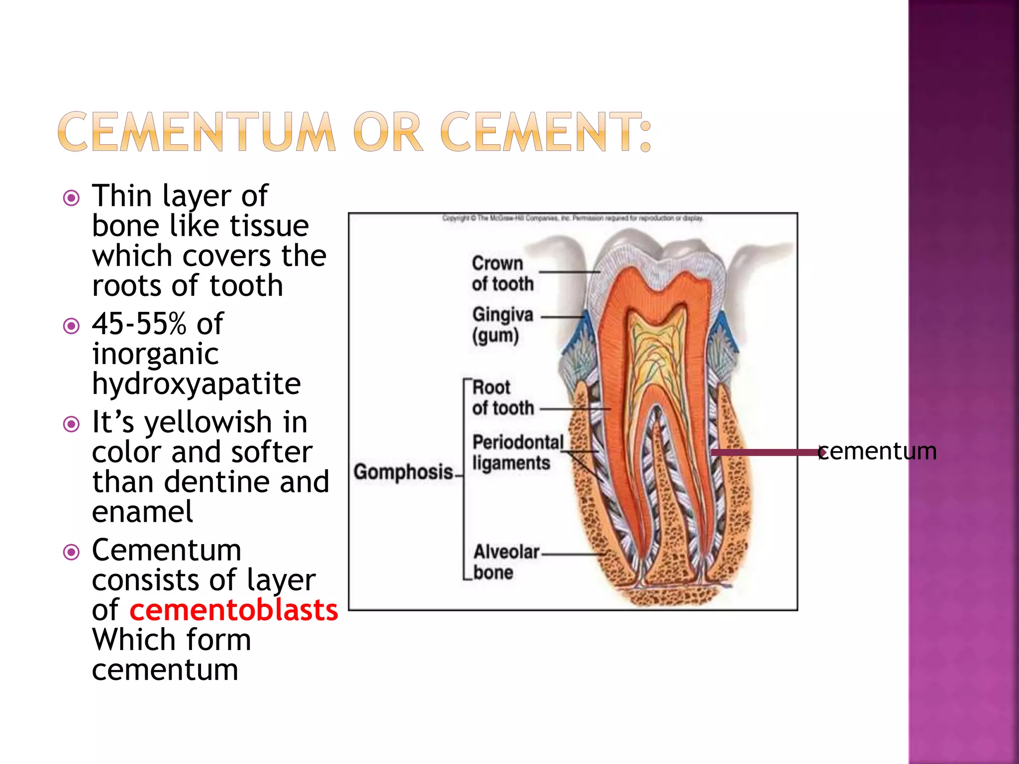 Bones and its classification | PPTX