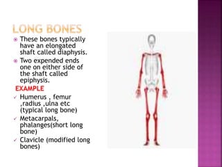 Bones and its classification | PPTX