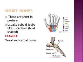 Bones and its classification | PPTX