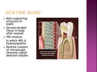 Bones and its classification | PPTX