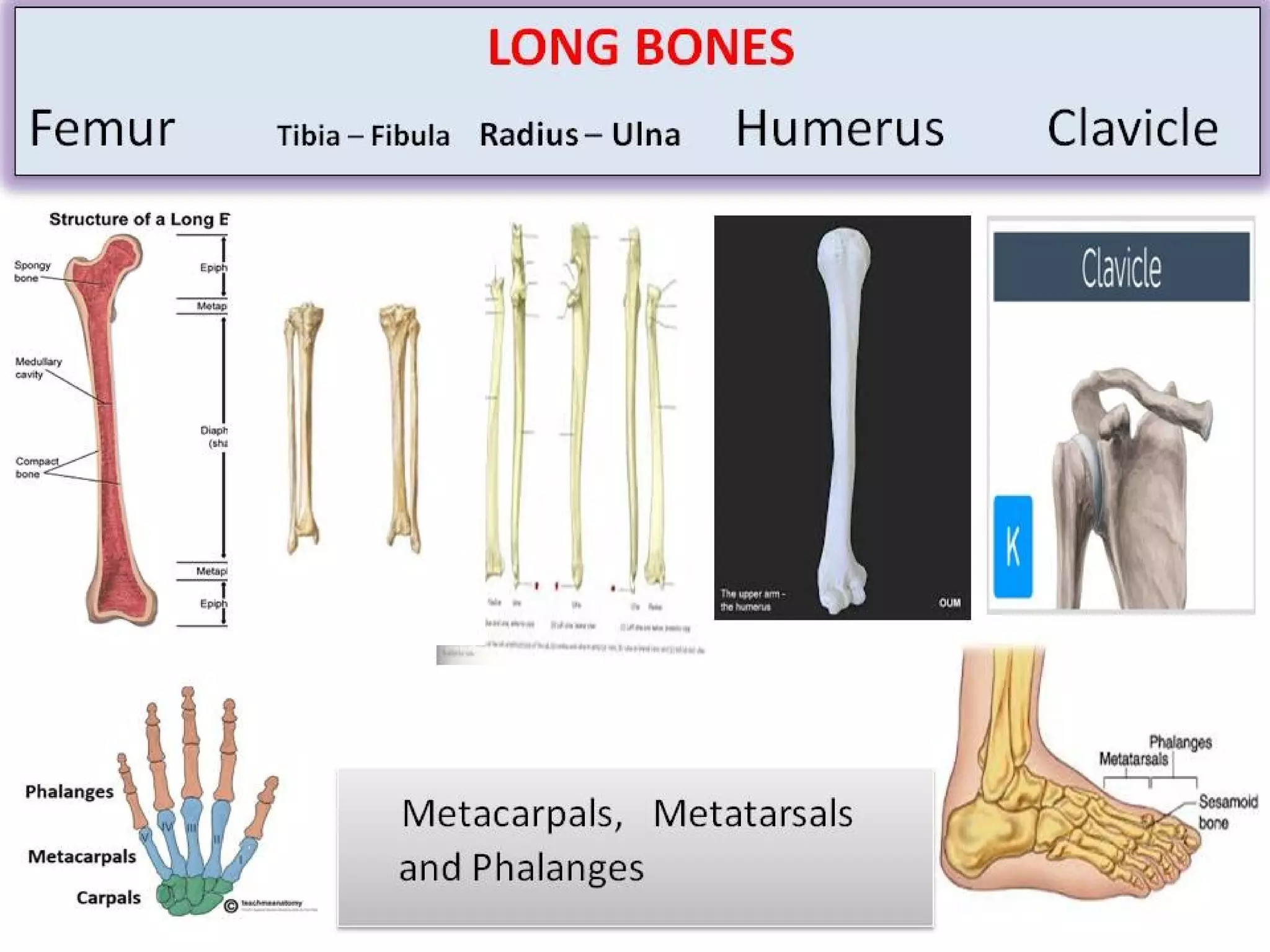 Classification of bones by Dr. S. N. singh | PPT