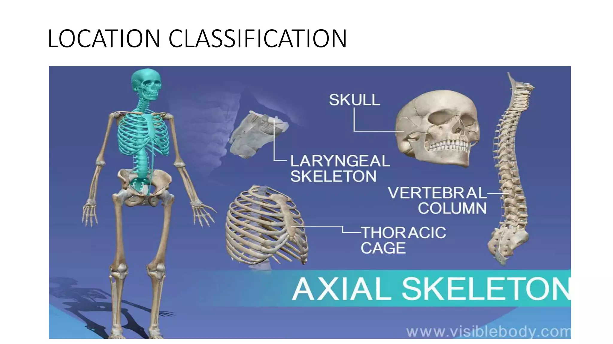 Classification of bones and Anatomy of a long bone | PPTX