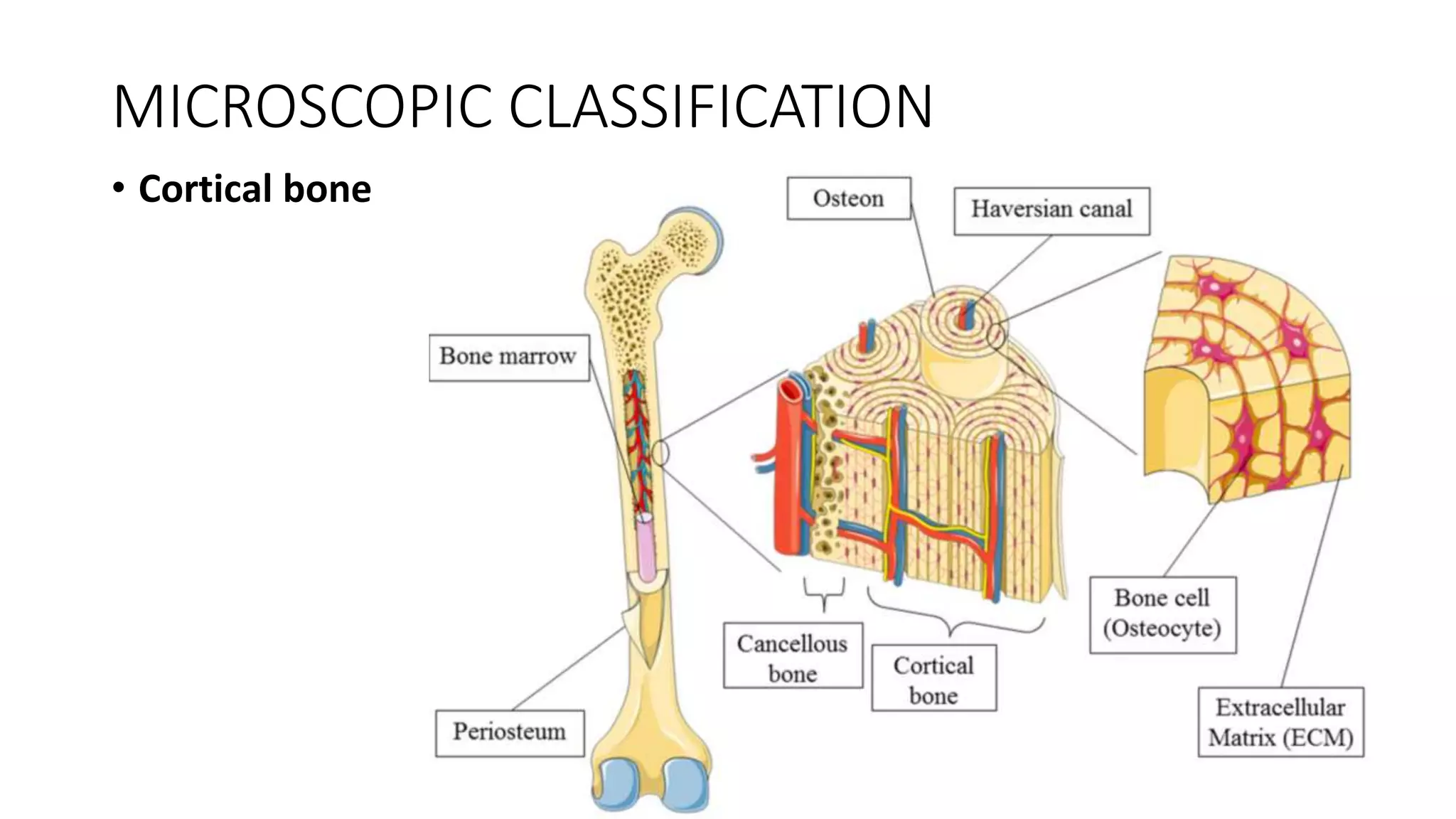 Classification of bones and Anatomy of a long bone | PPTX